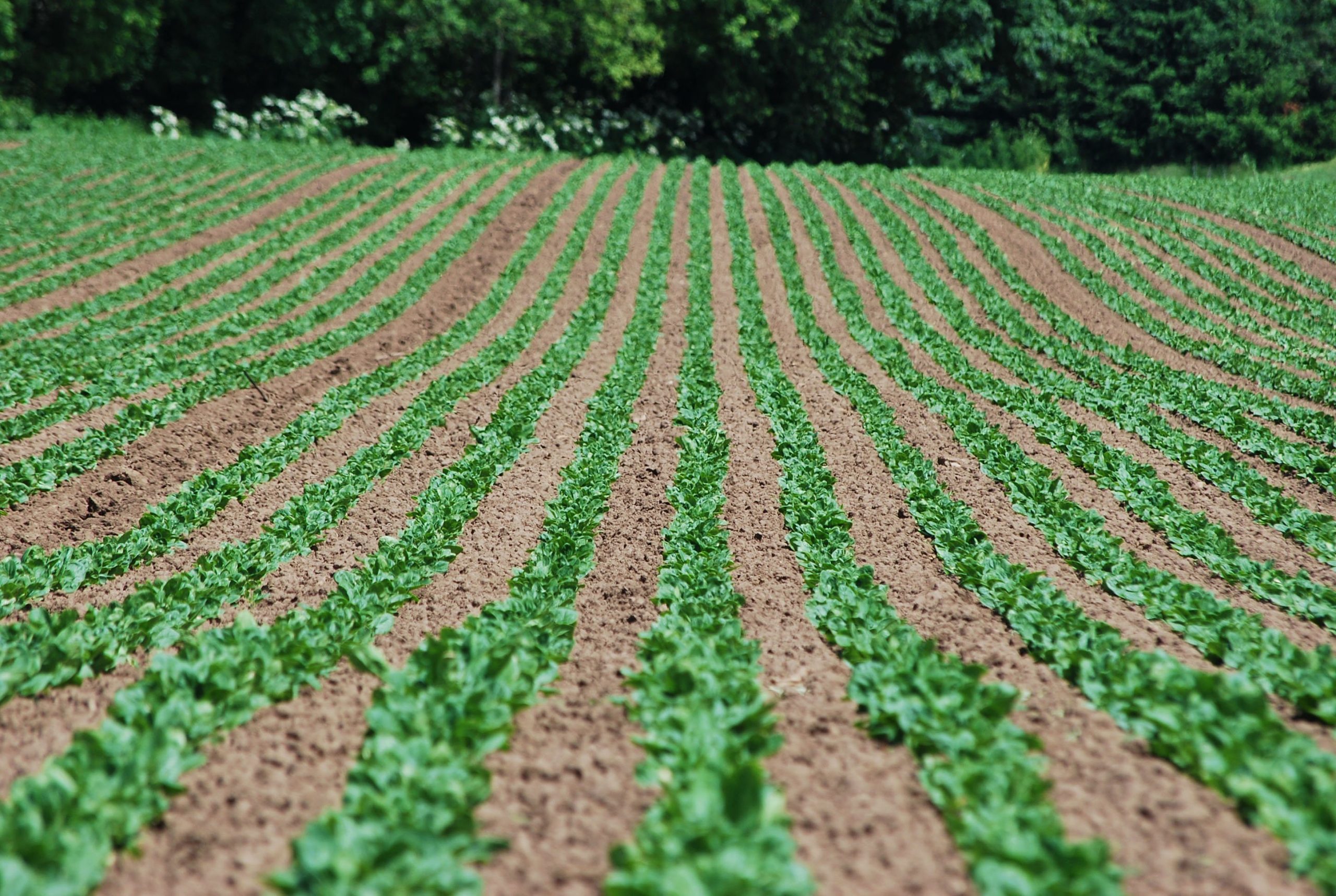 Cut Spinach – Stahlbush Island Farms