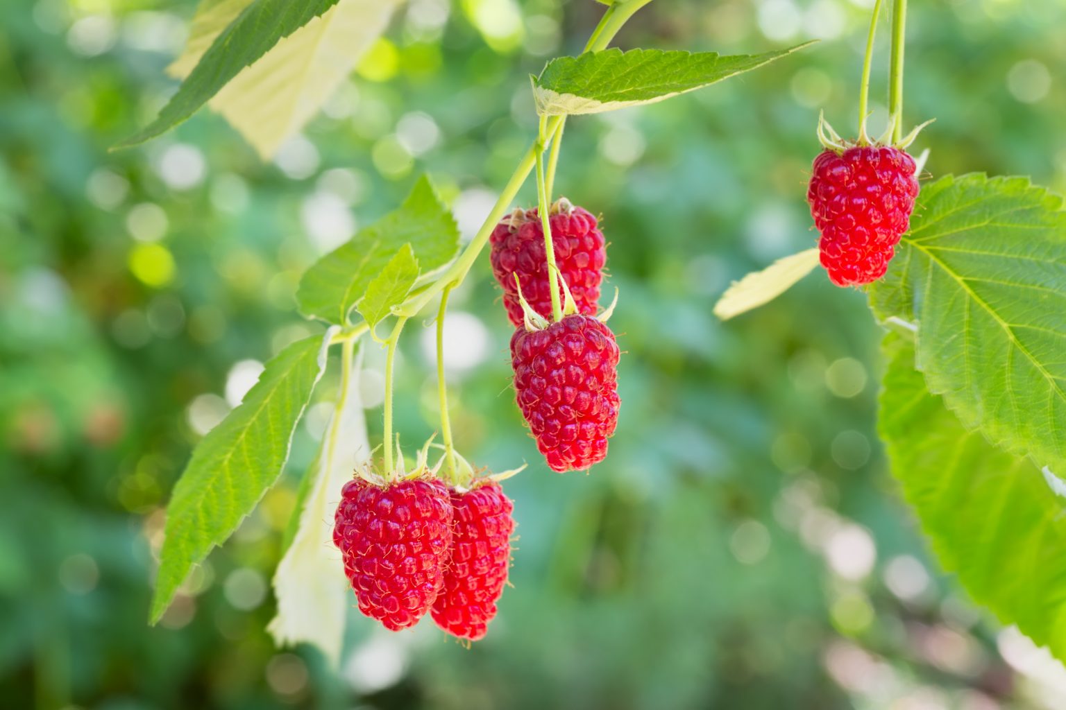 Red Raspberries – Stahlbush Island Farms